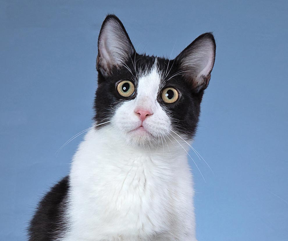 Pet of the Week: Marley: Curious cat, loves hide and seek – The Voice