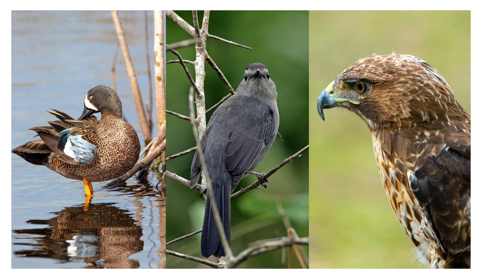 Spring Birds by Kane County Audubon May 11 on Zoom – The Voice