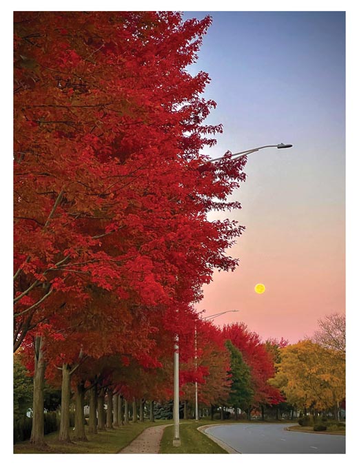 Autumn colors – The Voice