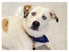 Pet of the Week: Daisy: Good with kids, dogs, and cats – The Voice
