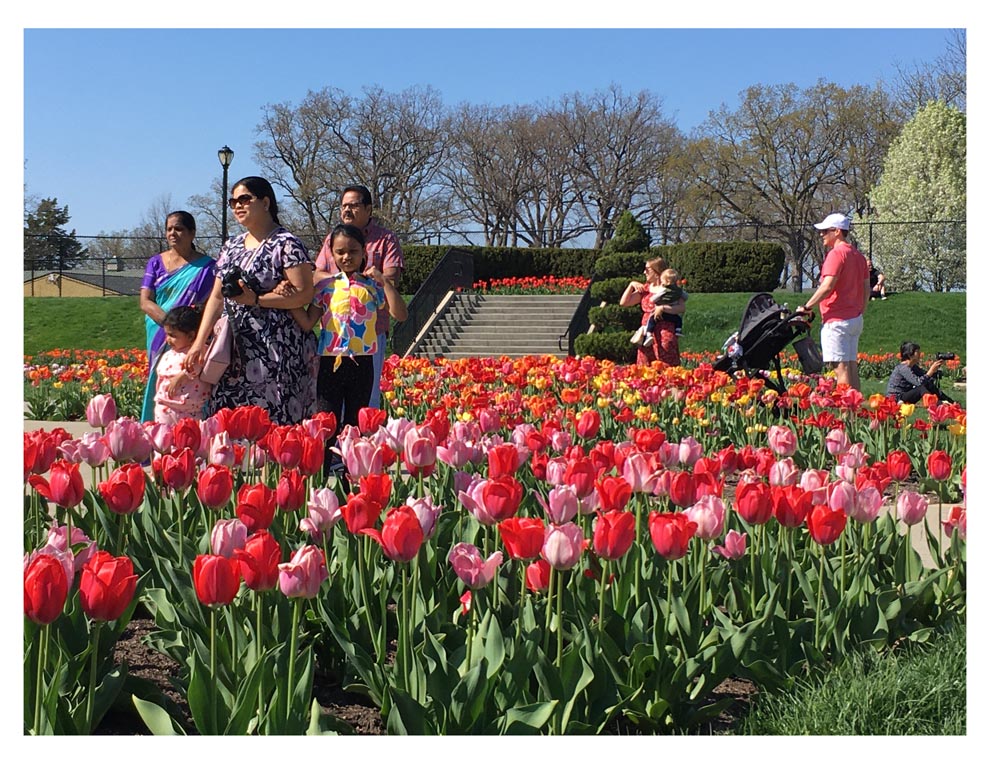 Sunken Garden in Phillips Park in Aurora, great spring stop – The Voice
