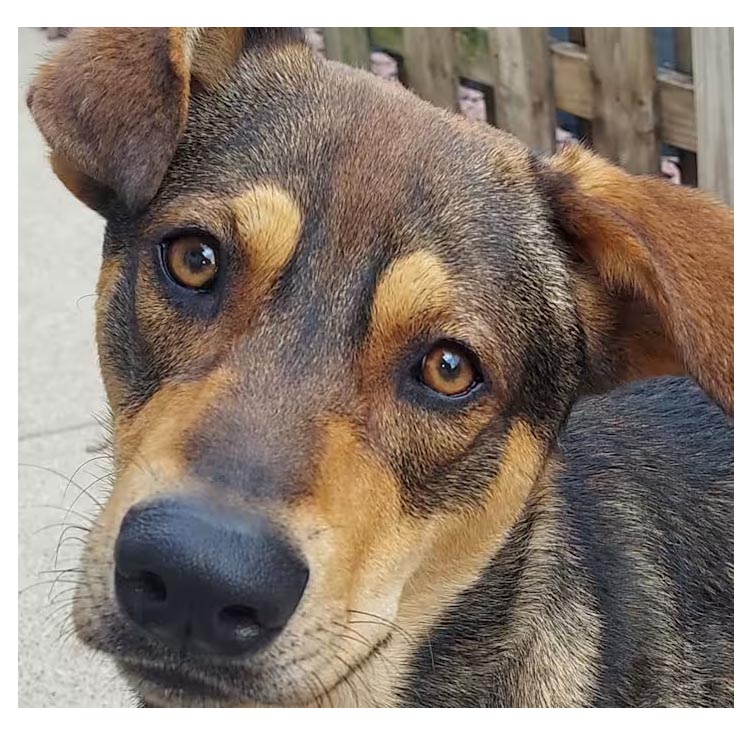 Pet of the Week: Aries: Handsome, loves humans, active – The Voice